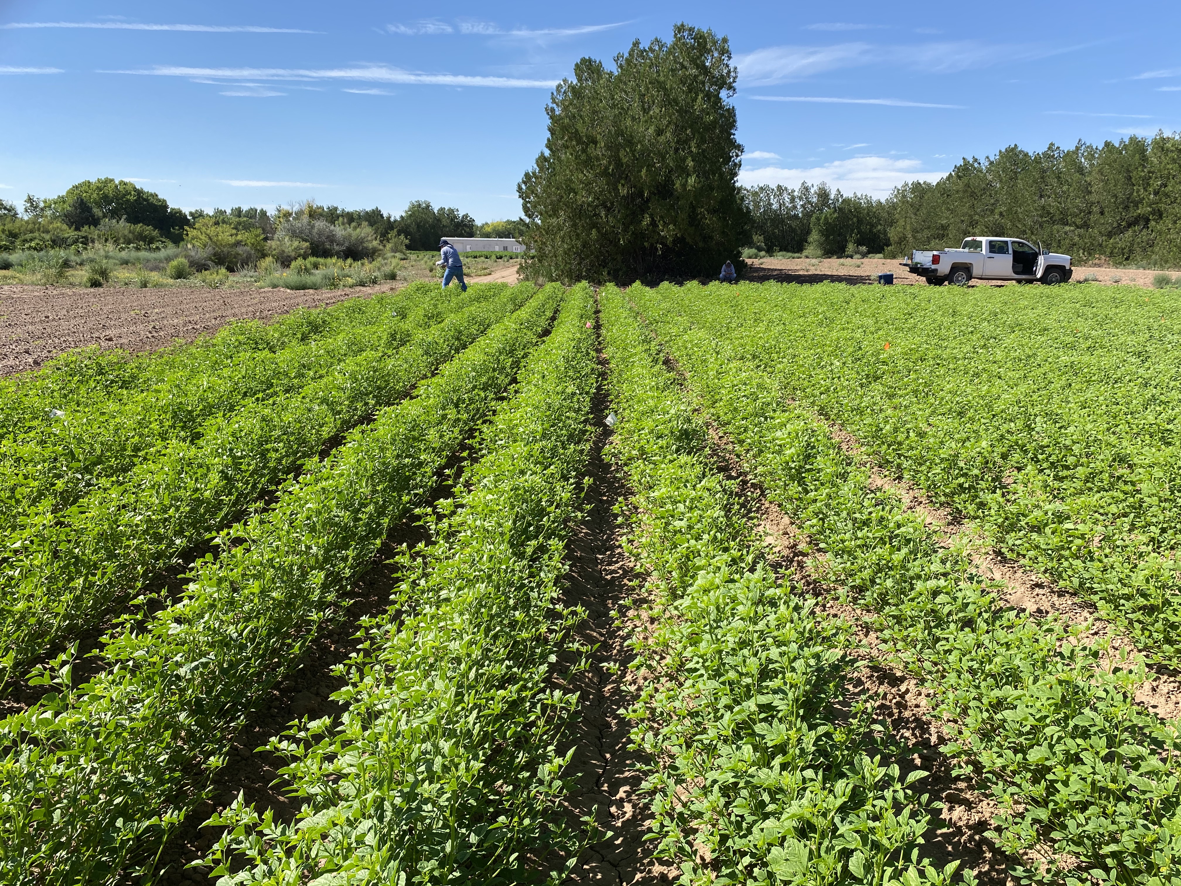 Value of Guar as a Rotation Crop | Sustainable Bioeconomy for Arid Regions