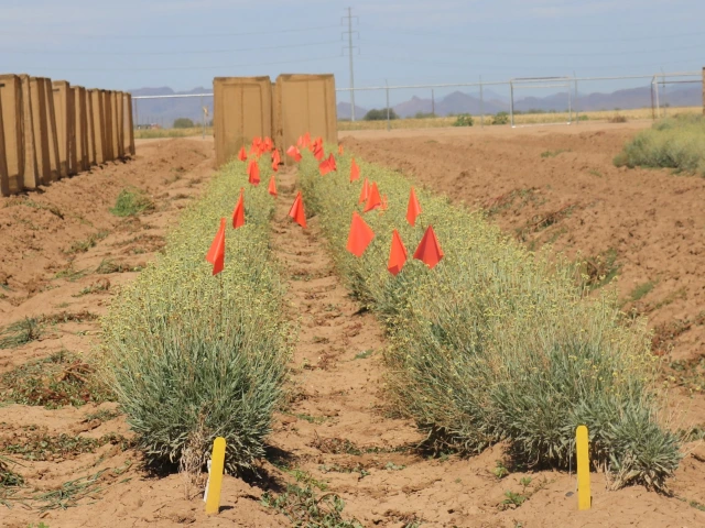 Guayule | Sustainable Bioeconomy for Arid Regions
